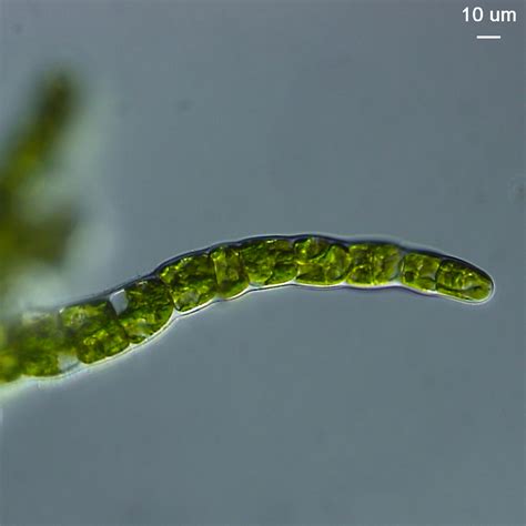 Home Detail Ku Macc Kobe Univ Macroalgal Culture Collection