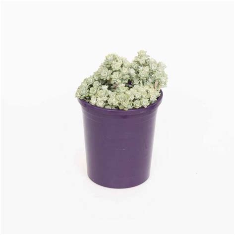 Sedum Silver Blob