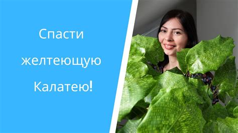 Калатея "Нетворк": от чего желтеют листья, пересадка и результат🌱 - YouTube