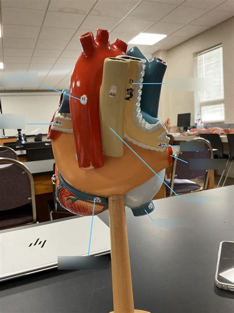 Heart Pt 3 Diagram Quizlet