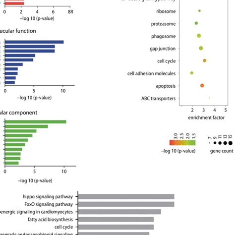 Functional Annotation Analysis For Differentially Expressed Mrnas And Download Scientific