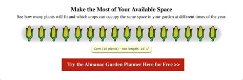 Sweet Corn Planting Growing And Harvesting Sweet Corn The Old Farmers Almanac