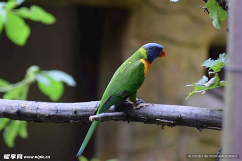 鹦鹉摄影图 鸟类 生物世界 摄影图库 昵图网