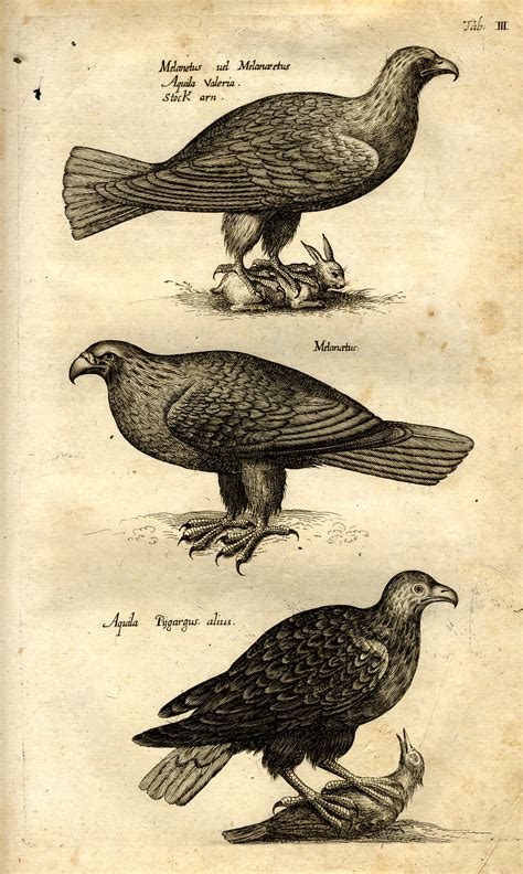 Jonston Jan Historiae Naturalis De Avibus Libri Vi Frankfurt