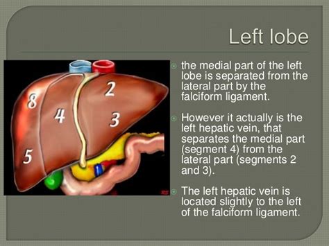 Liver Anatomy