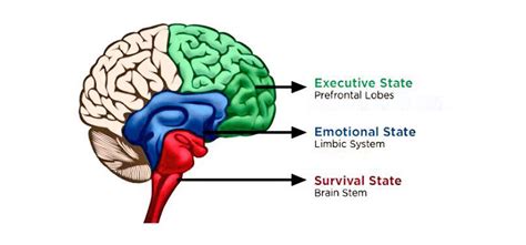 Prefrontal Cortex And Limbic System