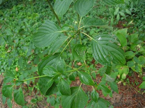Cornus Alternifolia Cornaceae
