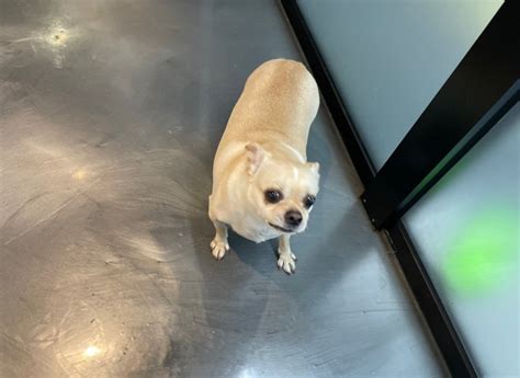 치와와믹스구름 강아지책임분양 강아지분양 고양이분양 컴투펫 시츄 셔틀랜드쉽독 말티푸 미니핀 치와와 요크셔테리어 포메라니안 말티즈 분양