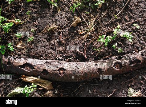 Tree Root Patterns Hi Res Stock Photography And Images Alamy