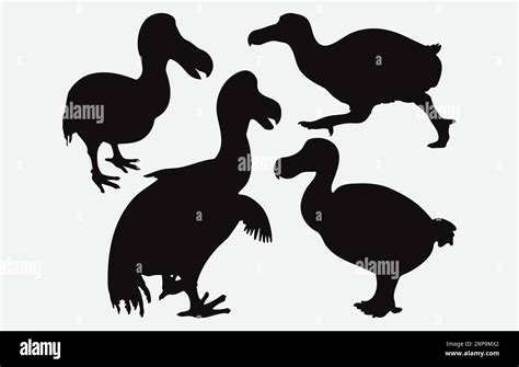 Exquisite Collection Of Dodo Bird Silhouettes Graceful Avian Illustrations In Various Poses