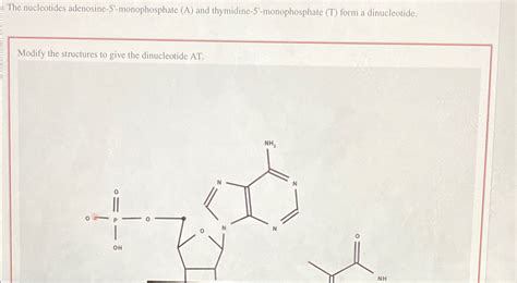 Solved The Nucleotides Adenosine 5 Monophosphate A ﻿and
