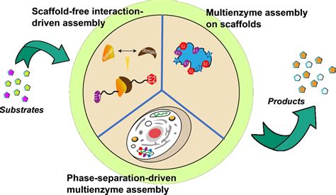Synthetic Multienzyme Assemblies For Natural Product Biosynthesis Liu 2023 Chembiochem