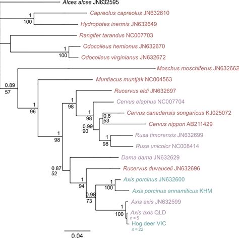 Bayesian Phylogenetic Tree Based On 1 530 Bp Concatenated Mtdna Regions Download Scientific