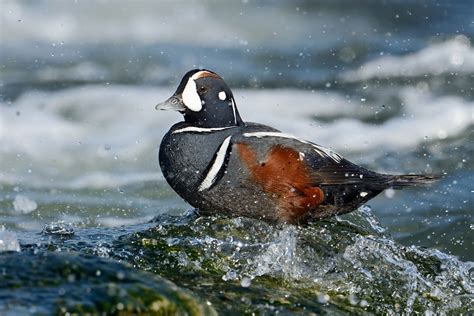 Harlequin Duck Female