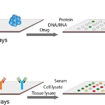 Protein Microarrays A Functional Protein Microarrays For Studying Download Scientific