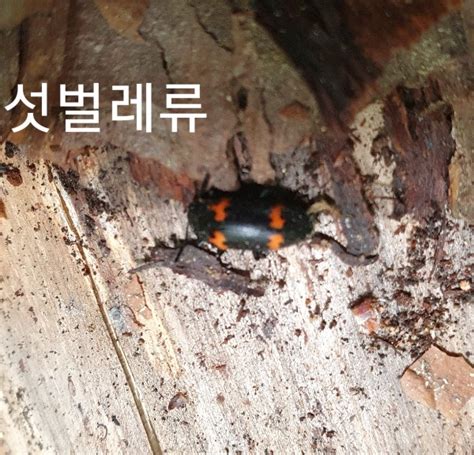 고오람왕버섯벌레