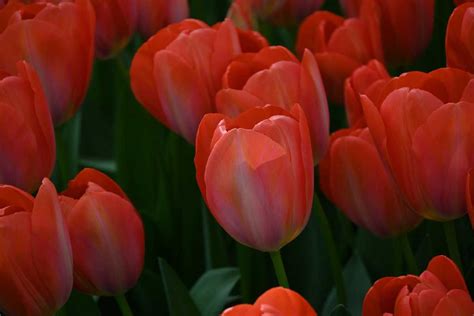 Darwin Tulpe Orange Van Eijk Luberade Kostenloser Versand