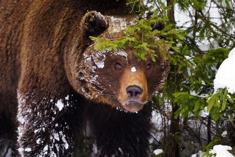 Premium Photo The Brown Bear In Its Natural Habitat