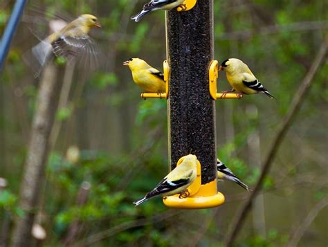 All About Avian Trichomoniasis Protecting Our Backyard Birds Avian