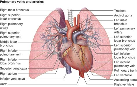 Oli Drawing Pulmonary Bronchi Veins And Arteries English Labels
