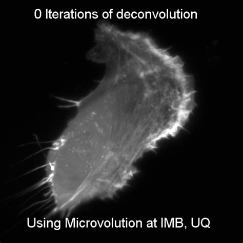 Image Deconvolution Institute For Molecular Bioscience University Of Queensland