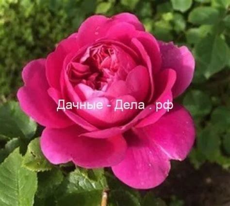 Роза Принцесса Анна. Принцесса анна роза. | Mad Girls