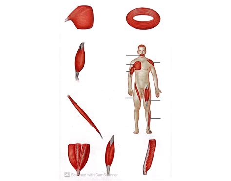 Naming Skeletal Muscles Shapes Quiz