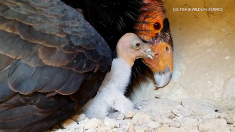 Houses For Sale Condor Close Garston At Paulette Flores Blog