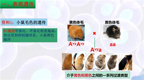 Ppt