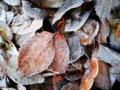 가을 감기 감자칩 겨울 겨울철의 경치 계절 계절성 계절의 변화 나뭇잎 날씨 냉동 잎 냉랭한 떨어지다 배경 서리 서리 패턴 서리가 내린 잎