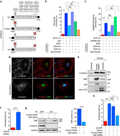 The β Catenin C Terminal Interactions Are Required For Repression Of Download Scientific