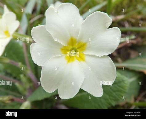 Primrose Primula Vulgaris Close Up Of Centre Of Flower Showing Pin