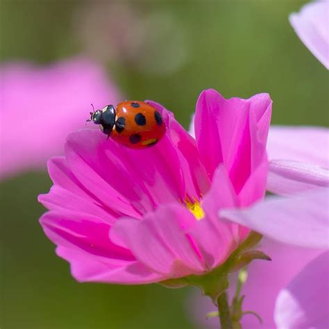 Pink Lady Bug