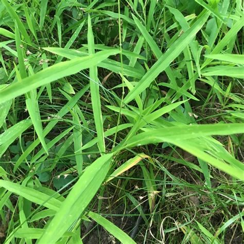 Grasses College Of Agriculture Forestry And Life Sciences Clemson