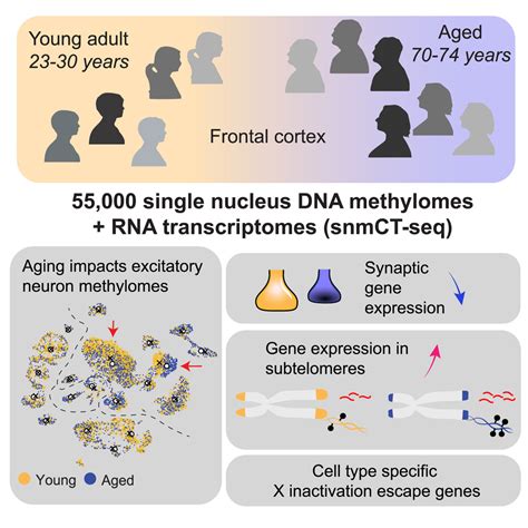 Cell Type Specific Effects Of Age And Sex On Human Cortical Neurons Neuron