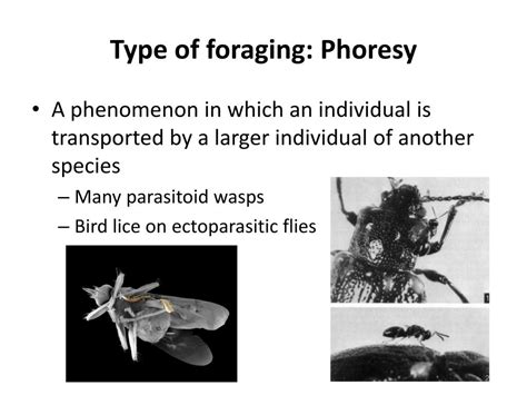 Ppt Insect Ecology Powerpoint Presentation Free Download Id 2087805