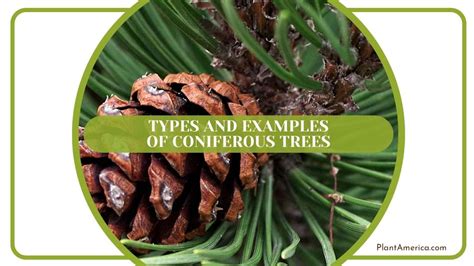 Deciduous Vs Coniferous Trees Their Differences And More Plant America