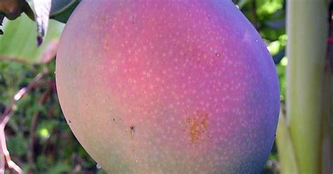 Mango Jokes Album On Imgur