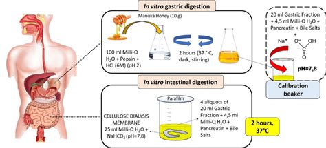 Graphical And Schematic Representation Of The In Vitro Gastrointestinal Download Scientific