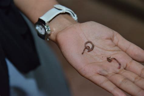 Vermi Composting Unit | St Philomena College (Autonomous), Puttur