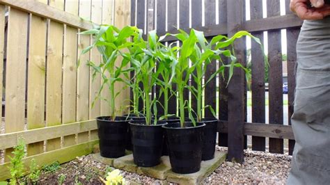 Growing Corn In 5 Gallon Container Time Of Garden