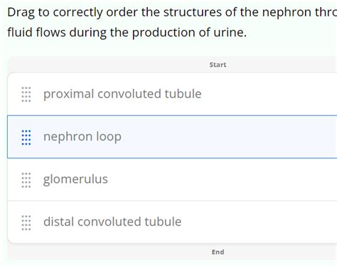 Solved Drag To Correctly Order The Structures Of The Nephron Thrc Fluid Flows During The