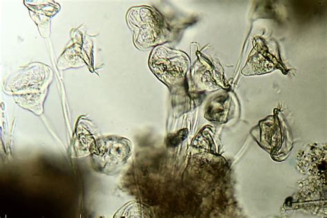 Tr Ng Loa K N Lo I Ngo I K Sinh Tr Ng G Y B Nh Tr N T M C C Ng Ty Tnhh Ktcn Khoa H C Xanh