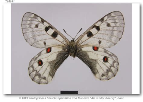 Parnassius Actius Catilina Type Specimens