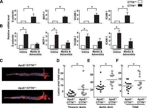 Amp Activated Protein Kinase And Sirtuin 1 Coregulation Of Cortactin Contributes To Endothelial