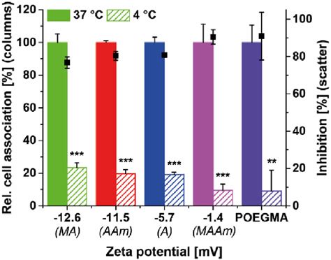 Temperature Dependent Cell Association Of Different Glu Derived