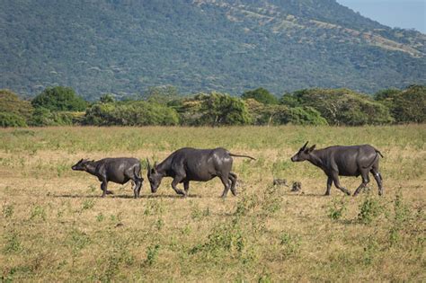 자연 서식지인 사바나 베콜 발루란에 있는 버팔로 무리 Aluran 국립 공원은 인도네시아 동자바 의 북쪽 해안에 약 25000 Ha를 확장하는 산림 보존 지역입니다 0명에