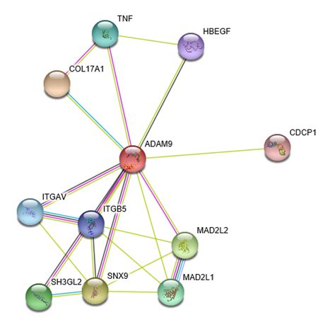 Adam9 General Information Sino Biological