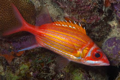 Red Fishes Bonaire Reef