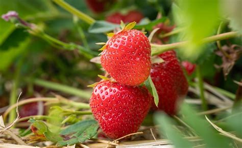 لحماية مزارعيها بولندا تطالب المفوضية الأوروبية بحظر استيراد توت